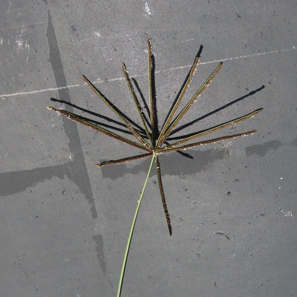 Fan Grass (Mbuluzi Grasses) · iNaturalist