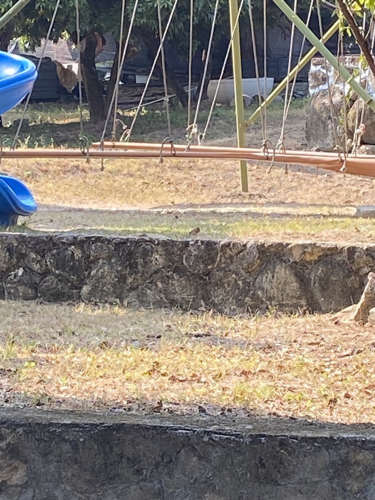 Eurasian Tree Sparrow from 同安区, 厦门市, 福建省, CN on December 22, 2024 at 12 ...