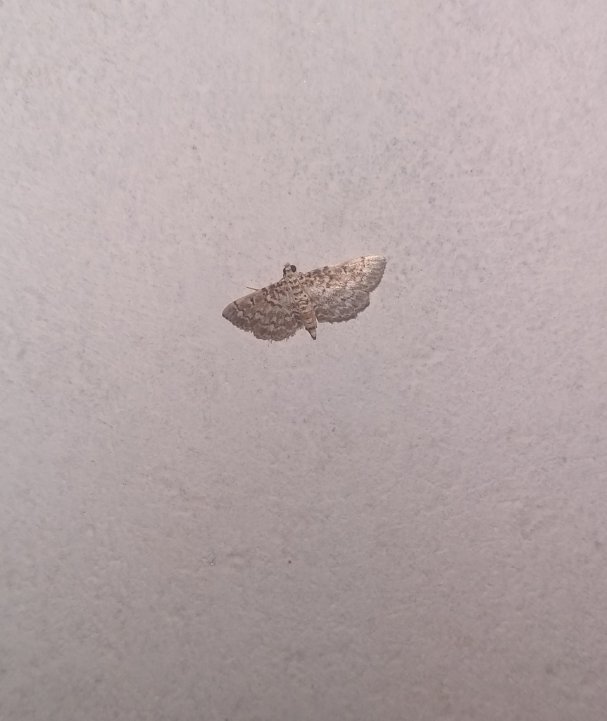 Metoeca foedalis from Chenoli ward5, Menhaniam, Perambra, Kerala 673525 ...