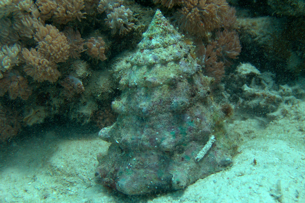 Toothed Top Shell from Sudan, Wingate Reef on April 05, 2005 at 10:07 ...