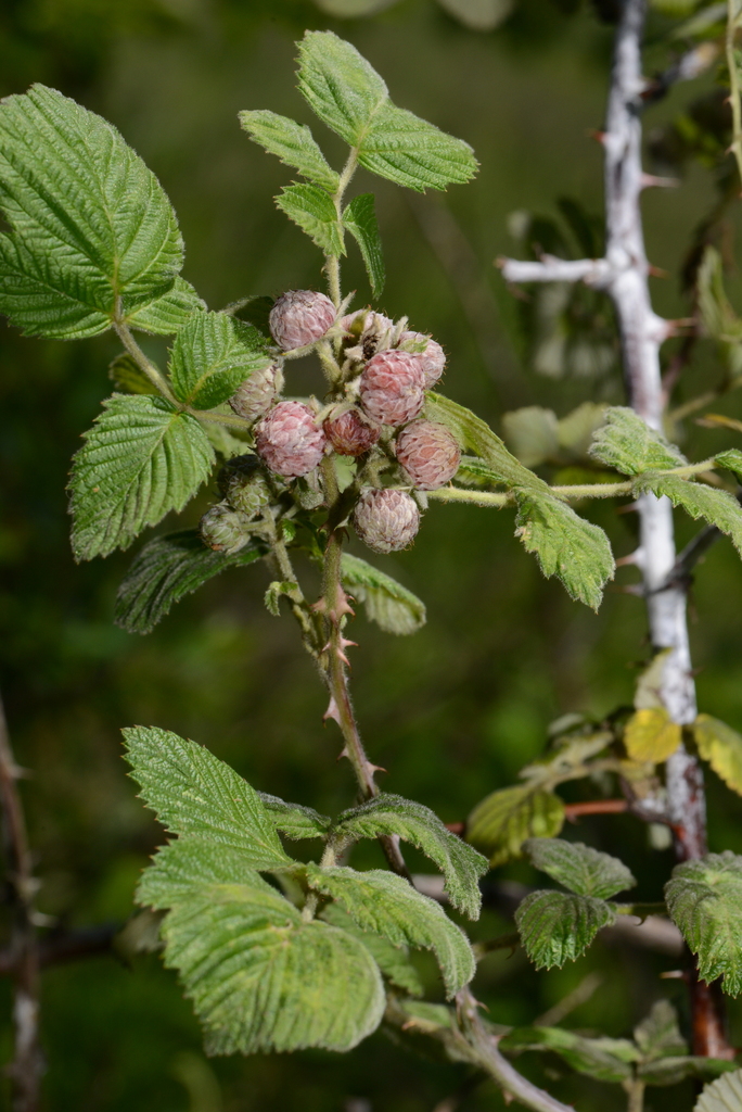 Ceylon Raspberry from Ehlanzeni, ZA-MP, ZA on December 3, 2024 at 12:11 ...
