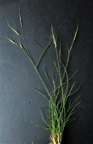 Spreading Three-Awn Grass (Mbuluzi Grasses) · iNaturalist