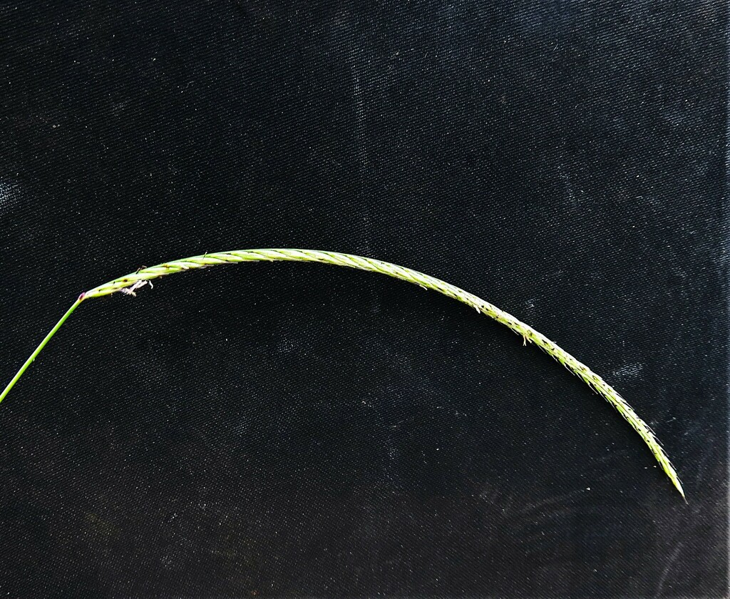 Needle Grass (Mbuluzi Grasses) · iNaturalist