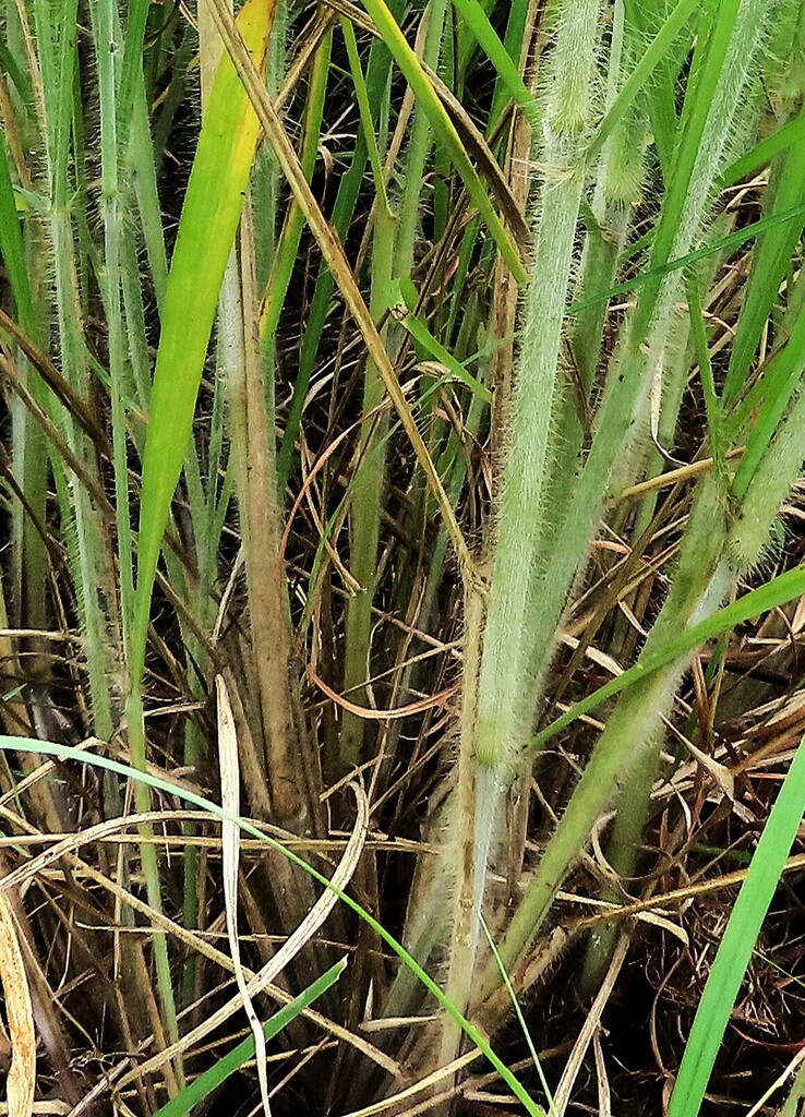 Guinea Grass (Mbuluzi Grasses) · iNaturalist