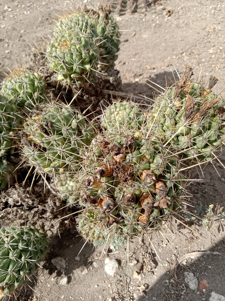 Coryphantha octacantha from 6P3R+9Q, 42763 Panuaya, Hgo., Mexico on ...