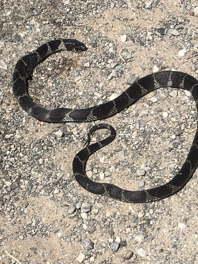 California King Snake from 5282–5864 E County 14th St, Yuma, AZ, US on ...