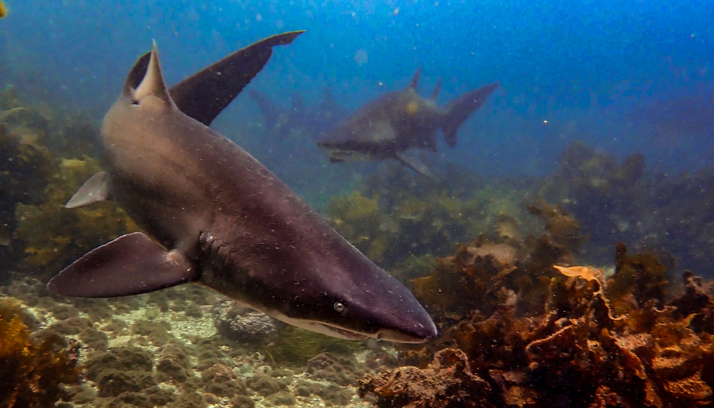 Sand Tiger Shark from Bushranger's Bay, Shell Cove, NSW, AU on December ...