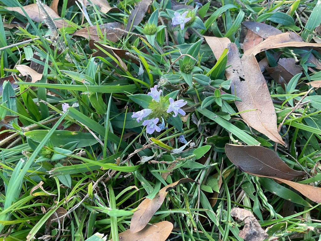 largeflower Mexican clover from Whitney Lakes, Largo, FL, USA on ...