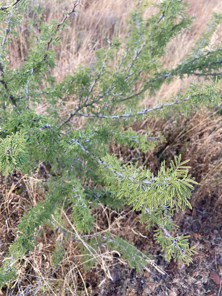 Texas lignum-vitae from Guadalupe, MX-ZA, MX on December 22, 2024 at 04 ...