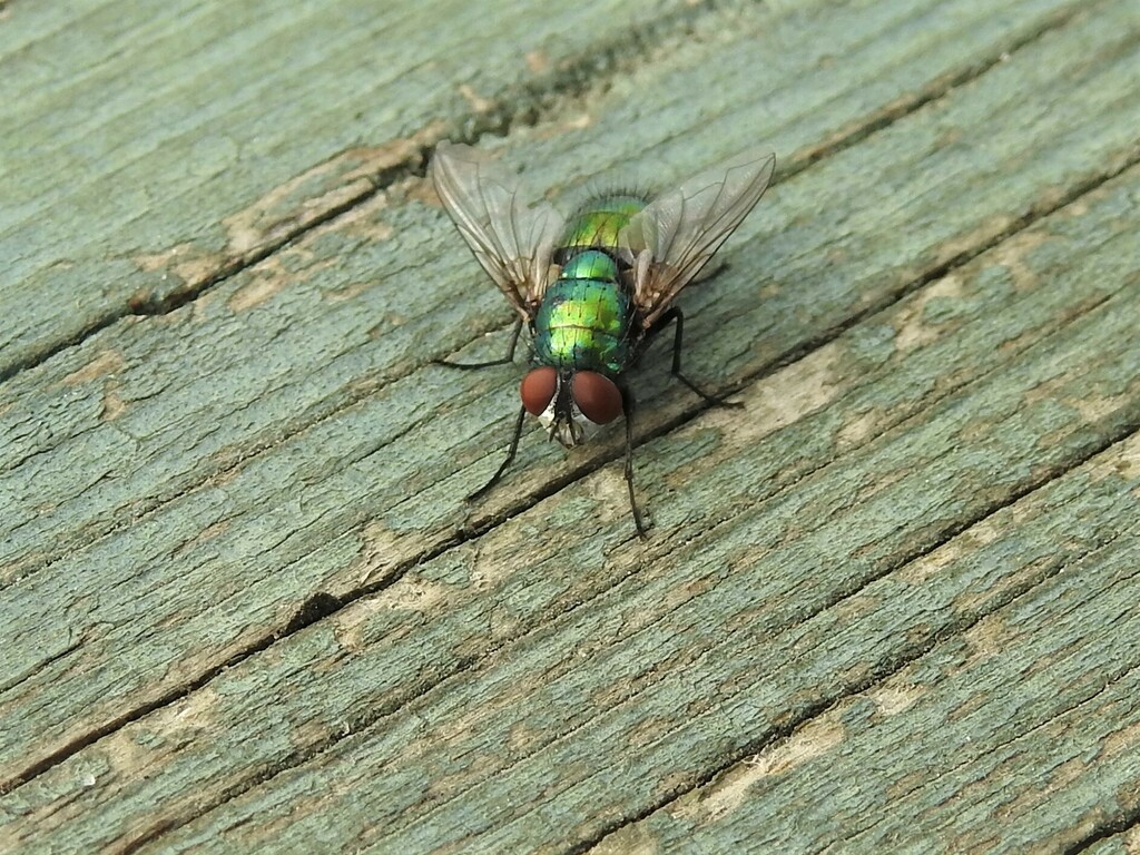 Common European Greenbottle Fly from Orillia, ON, Canada on July 13 ...