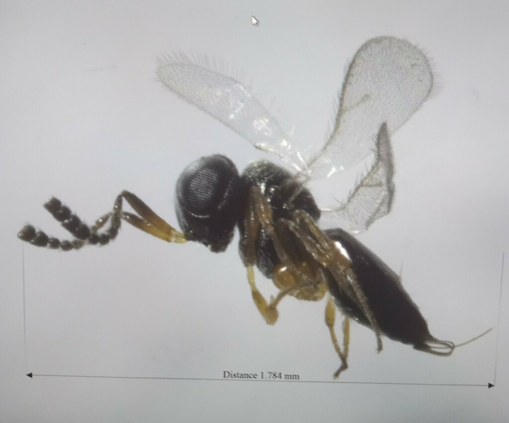 Proctotrupomorpha from Areia, PB, 58397-000, Brasil on July 12, 2024 at 10:42 PM by Ivonne ...