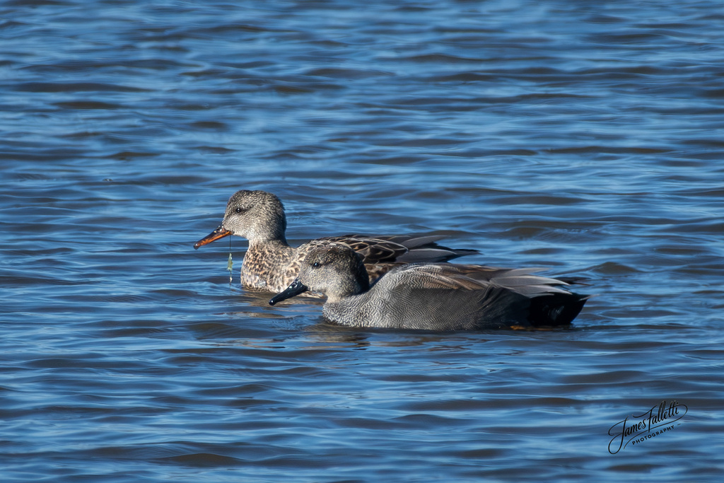 Gadwall from De Korte Park Plaza, Lyndhurst, NJ, US on December 22 ...
