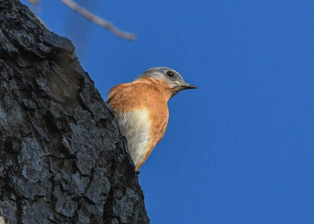 Eastern Bluebird from De Soto, MO, US on December 22, 2024 at 01:54 PM ...