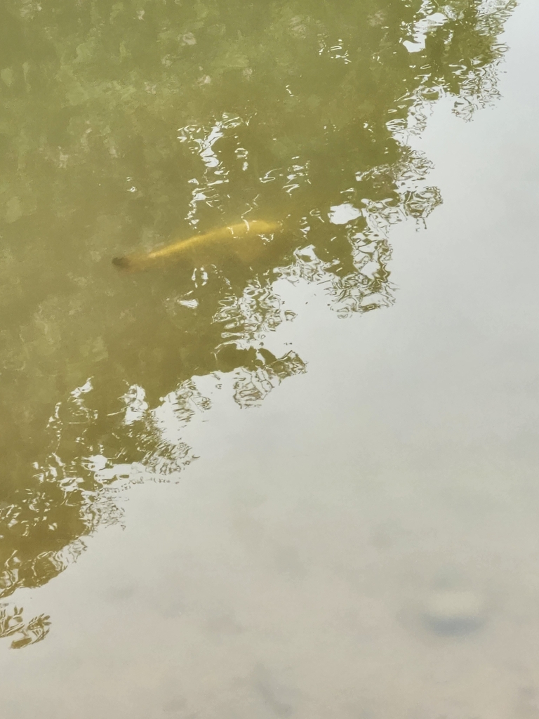 Amur Carp from China, Guang Dong Sheng, Shen Zhen Shi, Nan Shan Qu ...