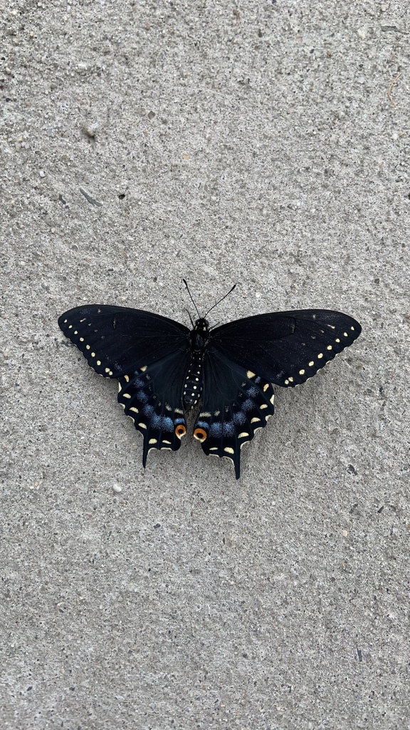 Black Swallowtail from Sarah Ln, Eatontown, NJ, US on August 31, 2021 ...