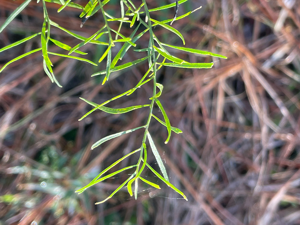 slender goldentop from Border Rd, Venice, FL, US on December 22, 2024 ...