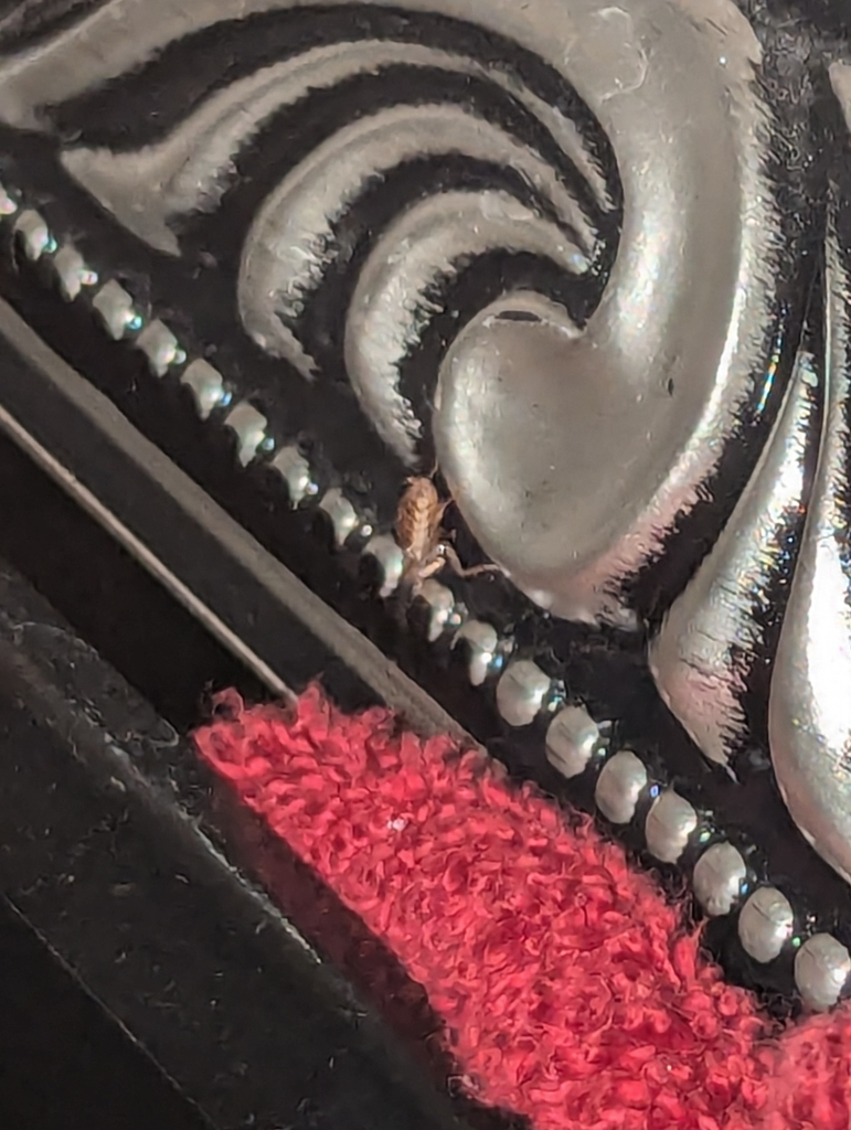 Winged and Once-winged Insects from Brooklyn, OH 44144, USA on November ...