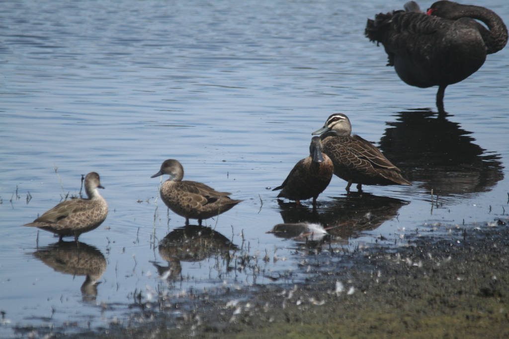 Pacific Black Duck from Perth WA, Australia on December 23, 2024 at 10: ...