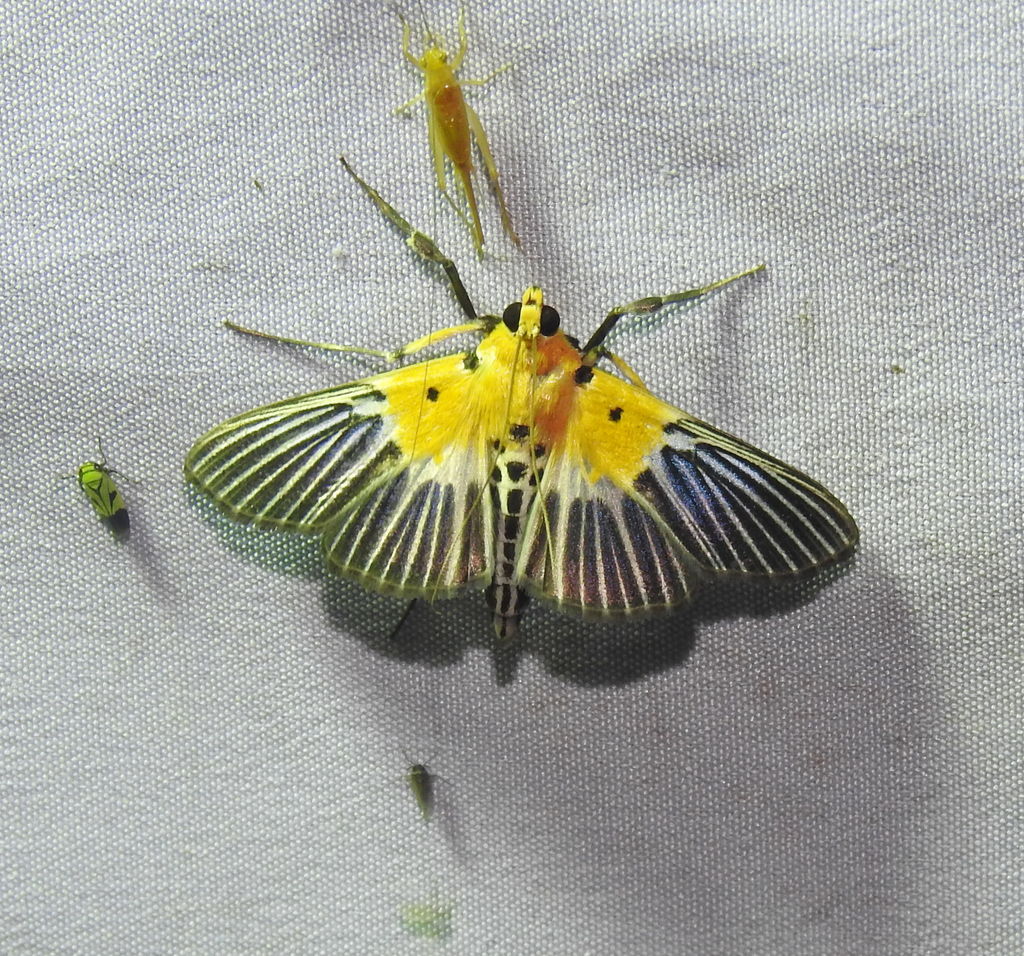 Nevrina procopia from chanda rent on October 26, 2024 at 08:56 PM by ...