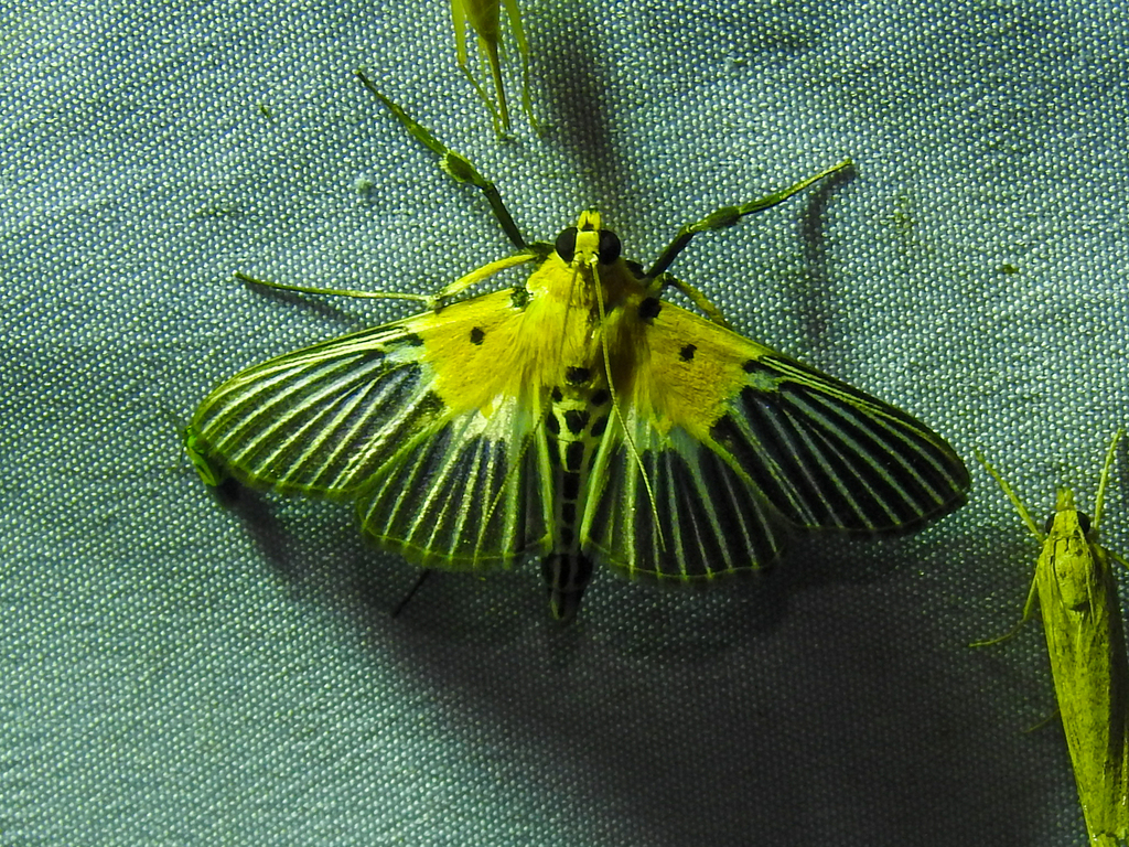 Nevrina procopia from chanda rent on October 26, 2024 at 08:55 PM by ...