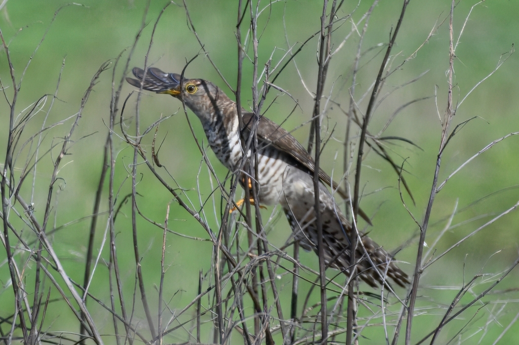 Oriental Cuckoo in December 2024 by Matt Frogley. Troughton Island WA ...