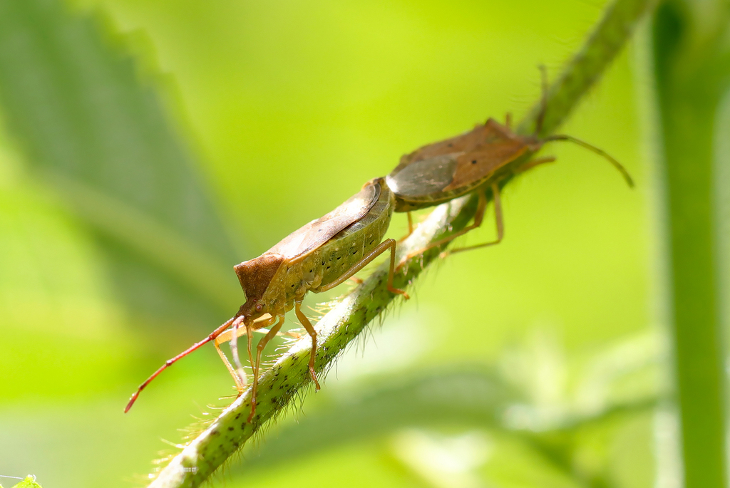 Homoeocerus unipunctatus from 日本、神奈川県横浜市栄区 on June 11, 2024 at 02:15 PM ...