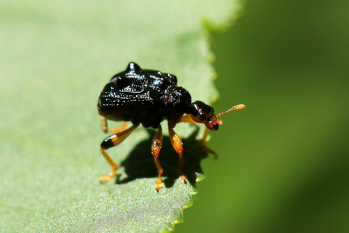 Paroplapoderus vanvolxemi · iNaturalist