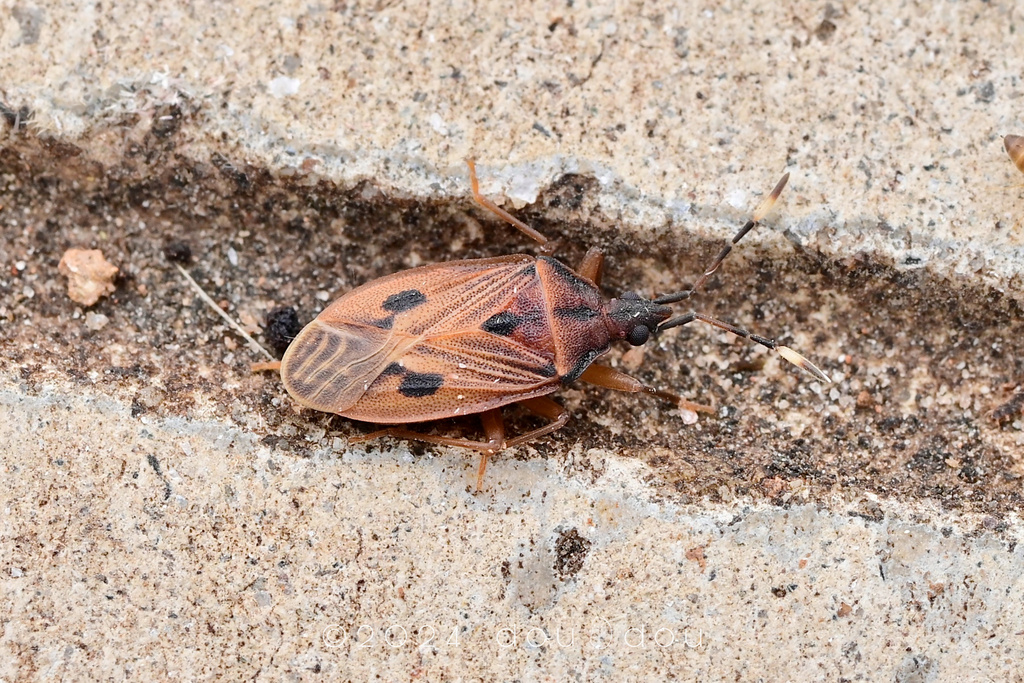 Clerada in August 2024 by Fan Gao · iNaturalist