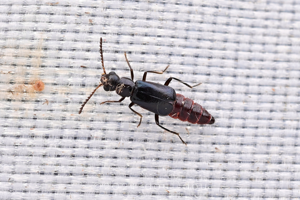 Carphuroides in August 2024 by Fan Gao · iNaturalist