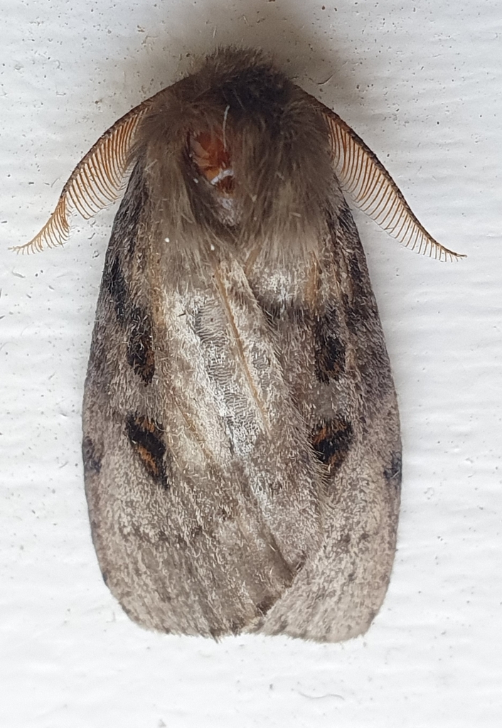 White Cedar Moth from Echuca VIC 3564, Australia on December 19, 2024 ...