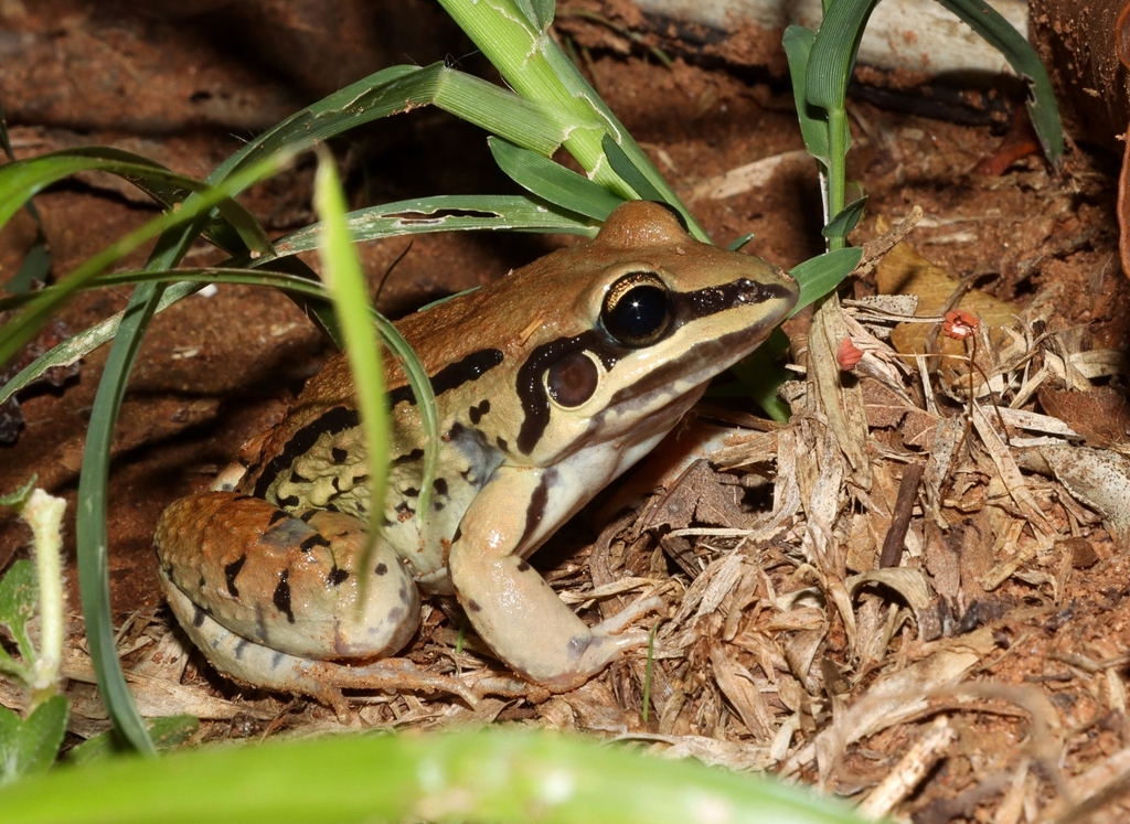 Mustached Frog from PXCC+4CJ, Col Volendam 021303, Paraguay on December ...