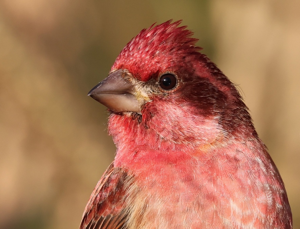 Purple Finch from Neuse River Trail, Raleigh, NC, US on December 22 ...