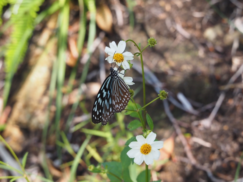 Ceylon Blue Glassy Tiger from 日本、〒894-0324 鹿児島県大島郡龍郷町円1193 on May 7 ...
