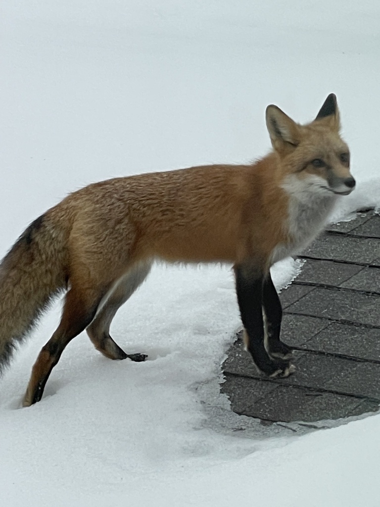 Red Fox from 45th St N, Lake Elmo, MN, US on December 23, 2024 at 08:35 ...