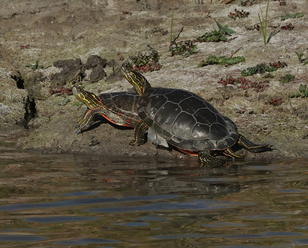 Western Painted Turtle from Jefferson County, ID, USA on September 25 ...