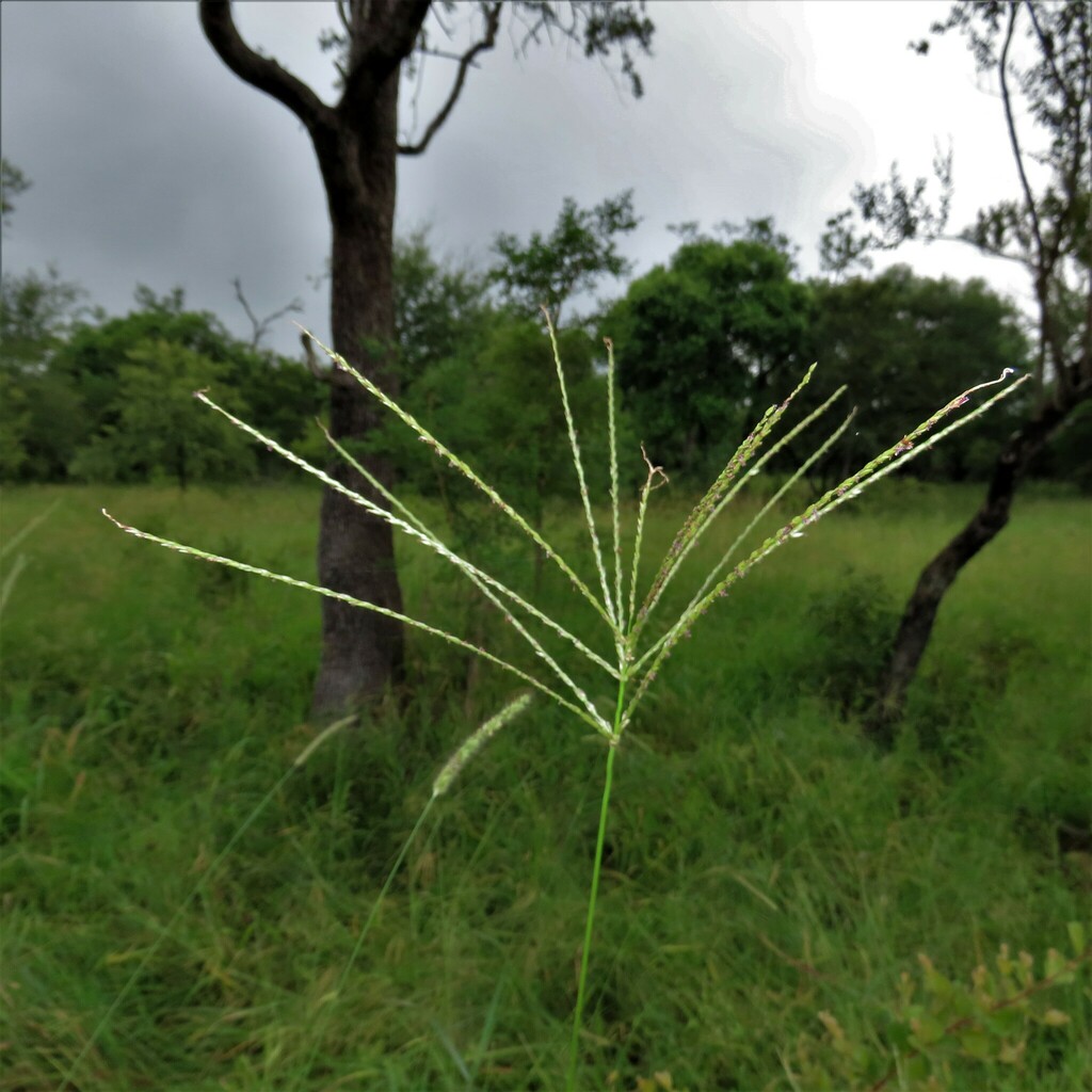 Digitgrass (Mbuluzi Grasses) · iNaturalist