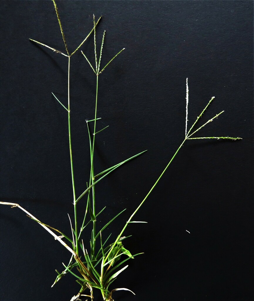 Couch Grass (Mbuluzi Grasses) · iNaturalist