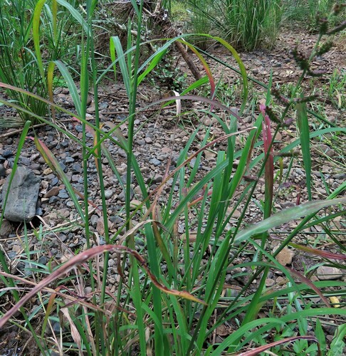 Barnyard Millet (Mbuluzi Grasses) · iNaturalist