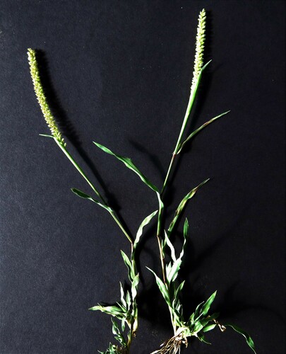 African bur-grass (Mbuluzi Grasses) · iNaturalist