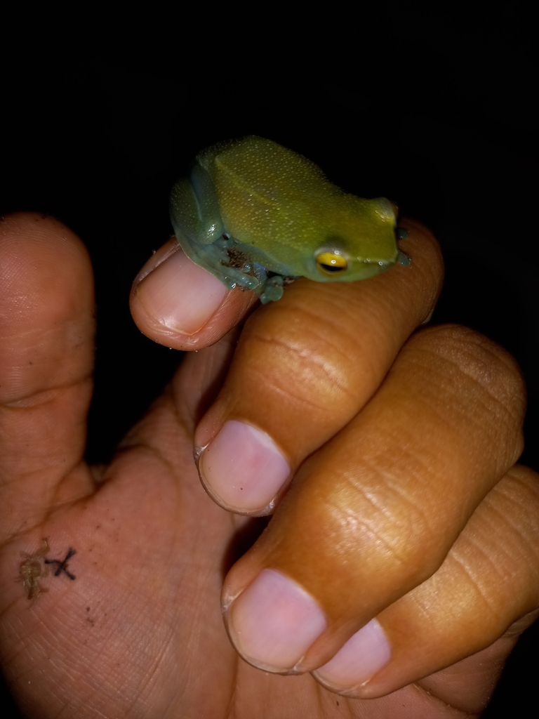Greater Hatchet-faced Tree Frog from Tefé, AM, 69470-000, Brasil on ...