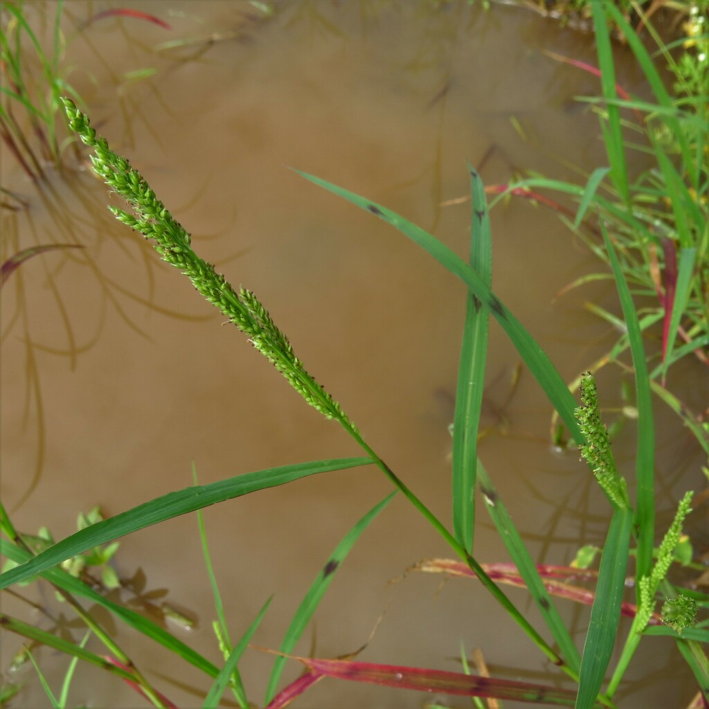 Jungle Rice (Mbuluzi Grasses) · iNaturalist