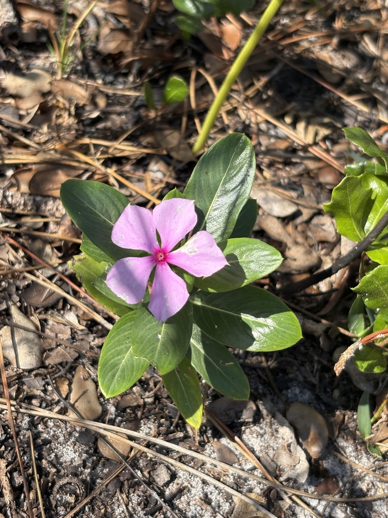Madagascar Periwinkle from Main Dr, Venus, FL, US on December 23, 2024 ...
