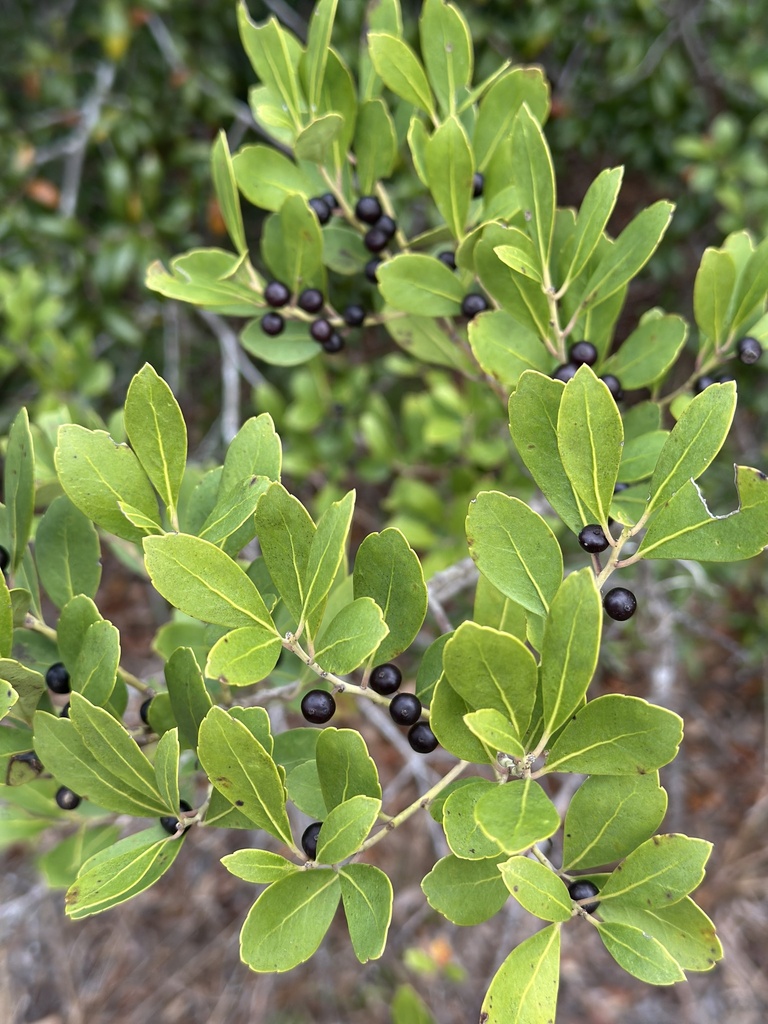 gallberry from Ocala National Forest, Fort McCoy, FL, US on December 23 ...