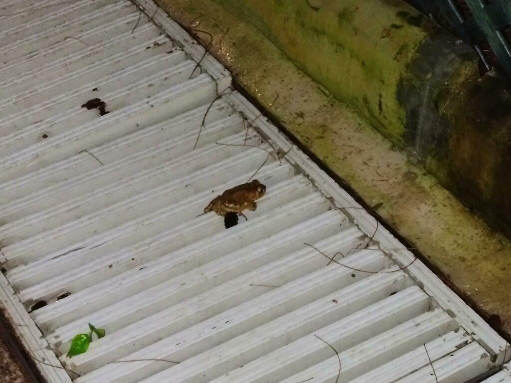 Asian Common Toad from Tsuen Wan, Hong Kong on July 2, 2023 at 07:25 PM ...
