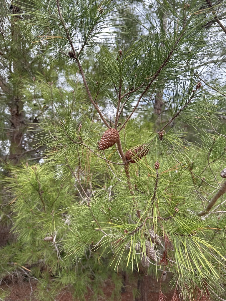 sand pine from Ocala National Forest, Fort McCoy, FL, US on December 23 ...