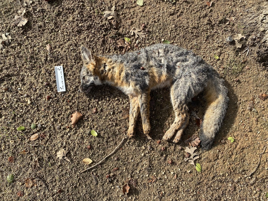 Gray Fox from Collina Ct, Granite Bay, CA, US on December 23, 2024 at ...