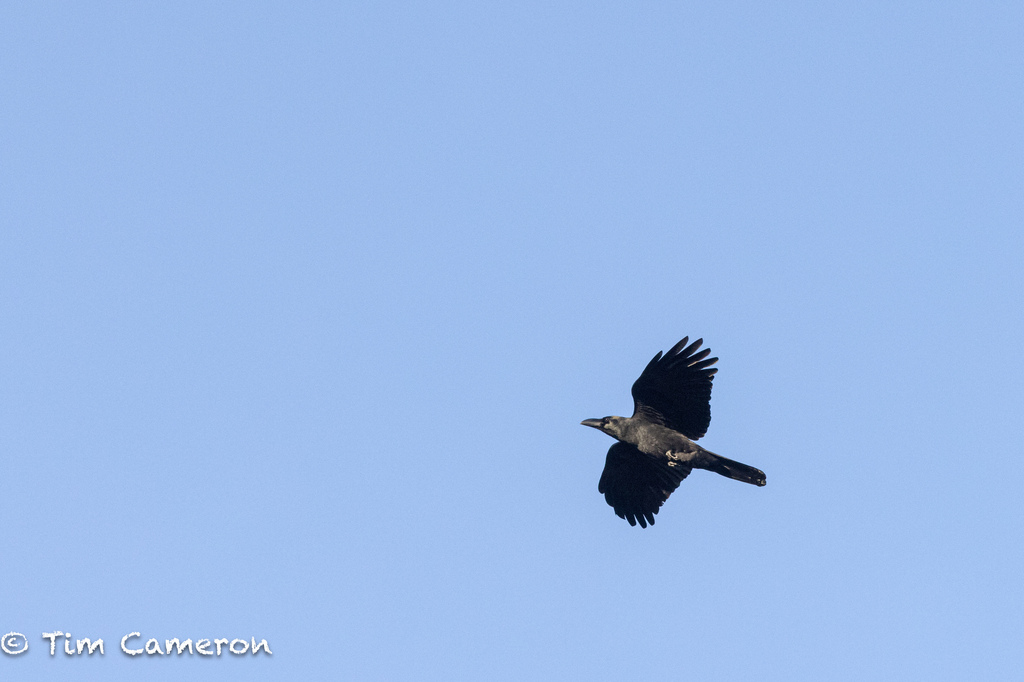 Japanese Crow from 1 Akashikoen, Akashi, Hyogo 673-0847, Japan on ...