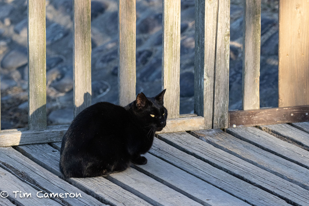 Domestic Cat from 1 Akashikoen, Akashi, Hyogo 673-0847, Japan on ...
