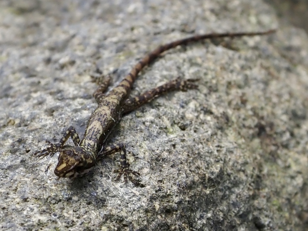 Stream Anole from Puntarenas Province, Monteverde, Costa Rica on ...