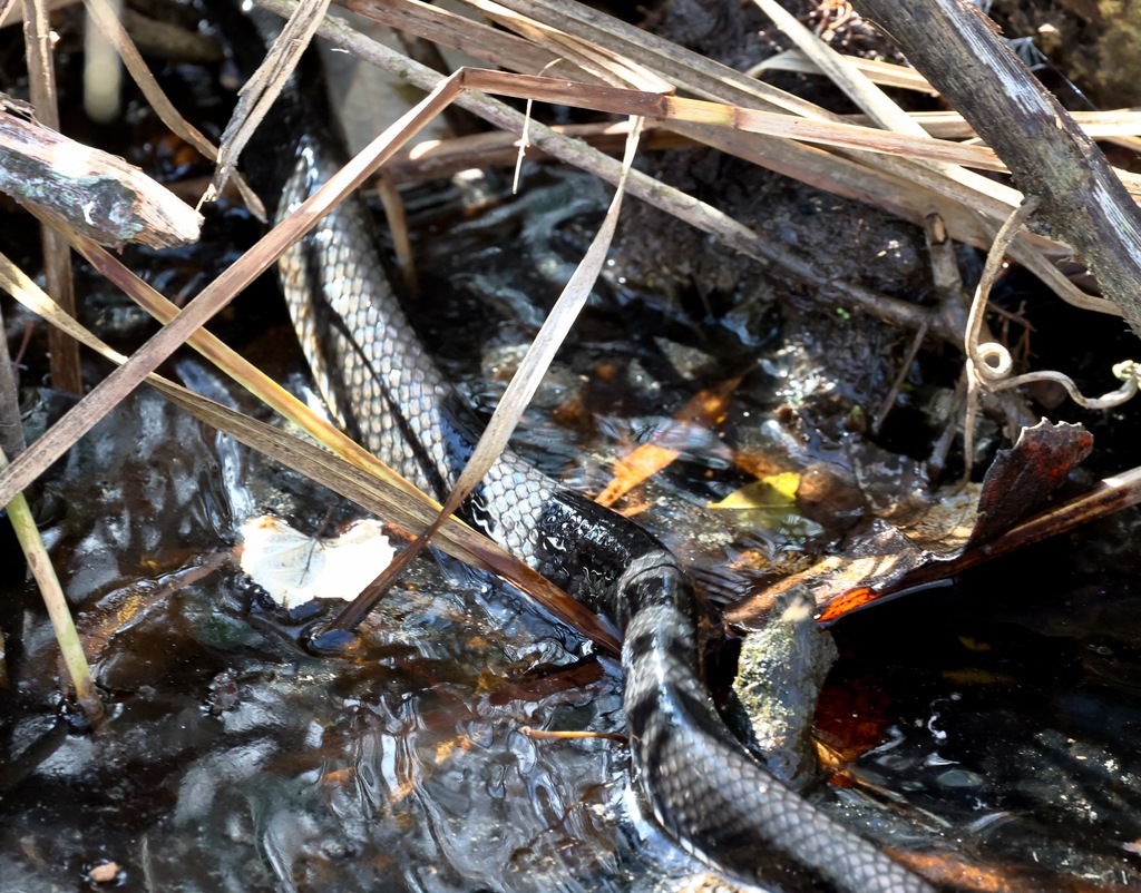 Central American Indigo Snake in December 2024 by Jane Dixon · iNaturalist